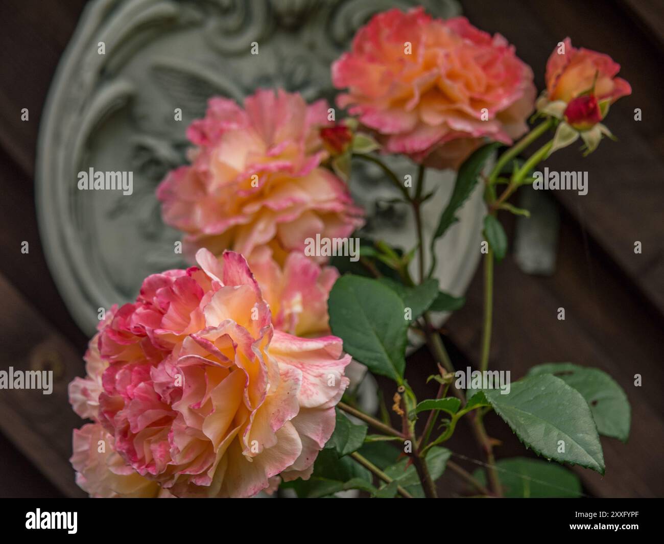 summer flowers in germany Stock Photo - Alamy