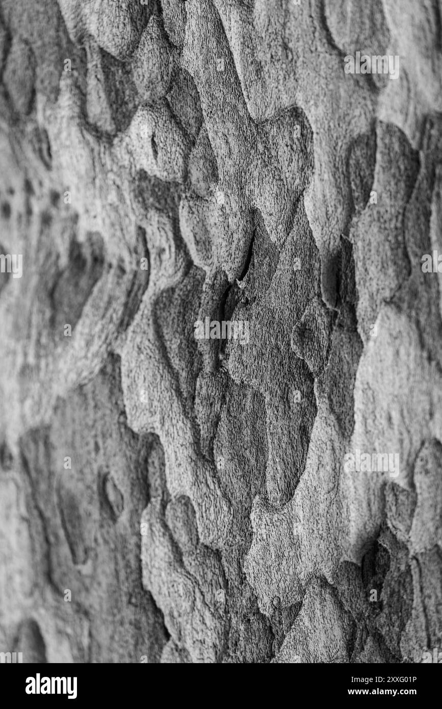 Bark of London Plane Stock Photo - Alamy