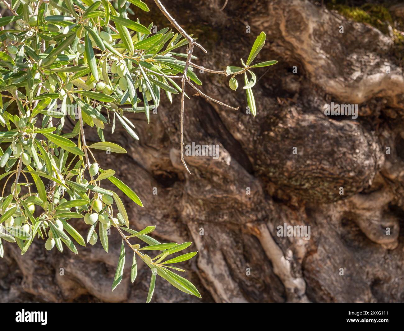 Olive tree branch with fruits on the background of an olive tree trunk ...