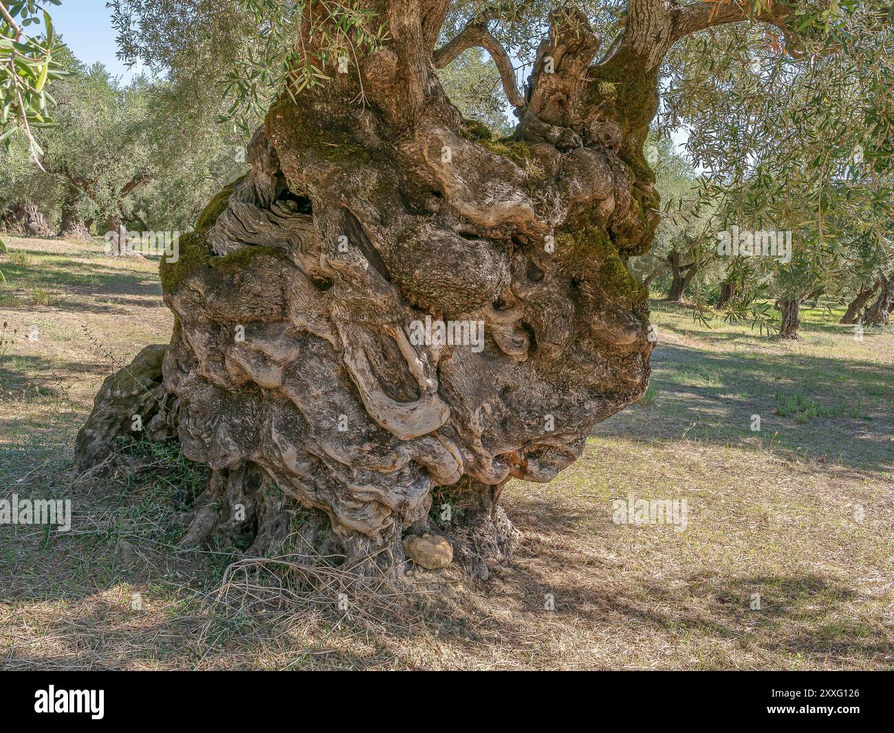 Texture of the bark of an old olive tree in an olive garden Stock Photo ...