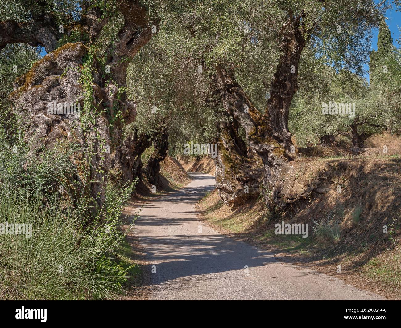 Road between an old olive tree in an olive garden Stock Photo - Alamy