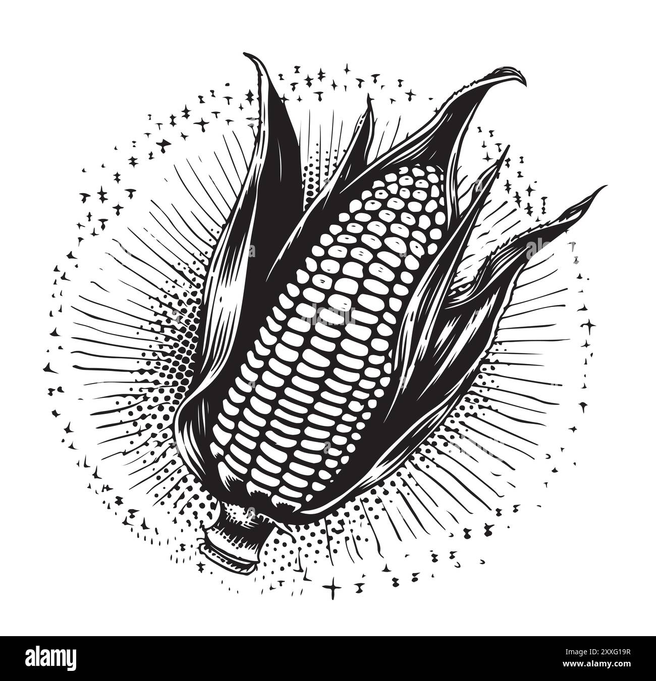 Drawing corn plant, cob, grains, detailed liner drawing, sketch ...