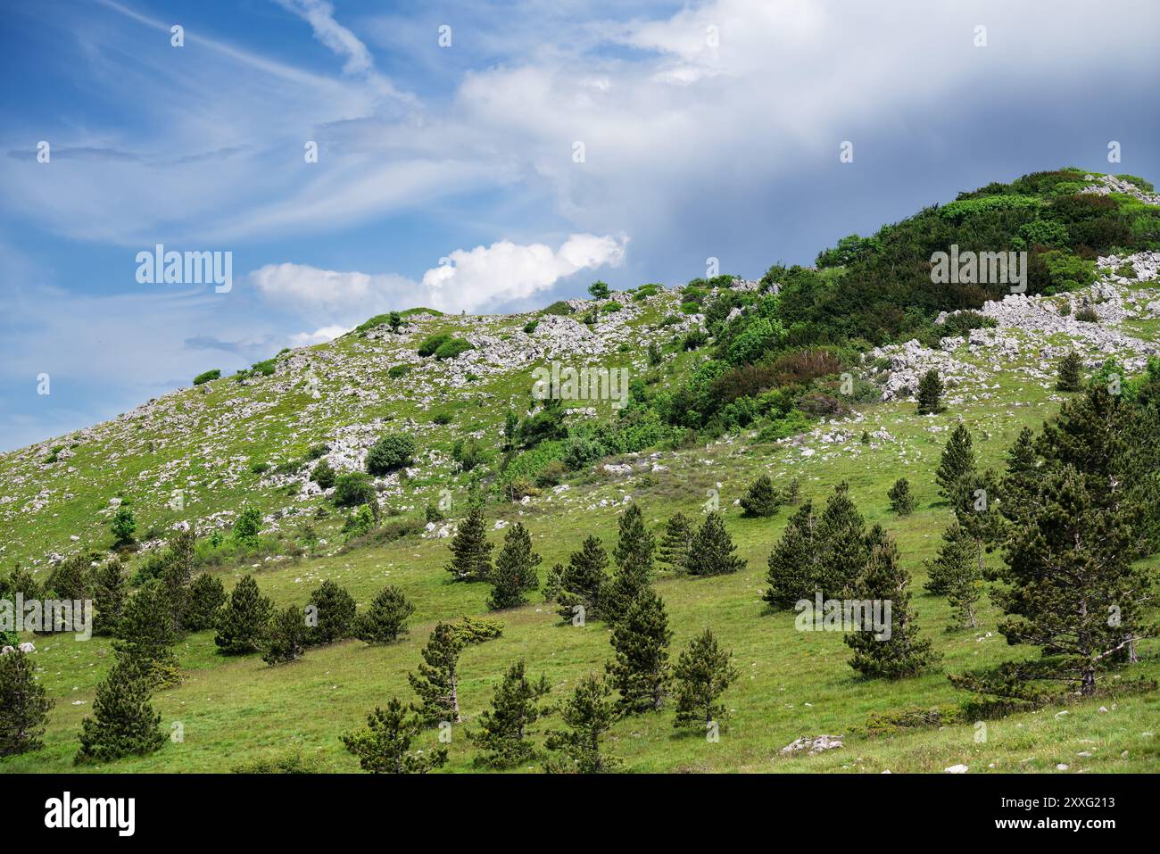A grassy hillside adorned with trees and colorful flowers, set against ...