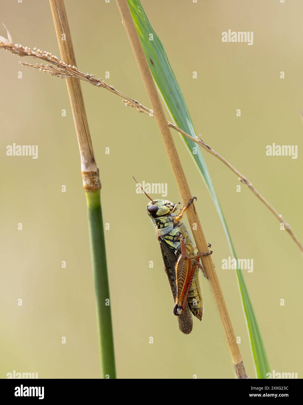 Red-legged grasshopper closeup on a plant Stock Photo - Alamy