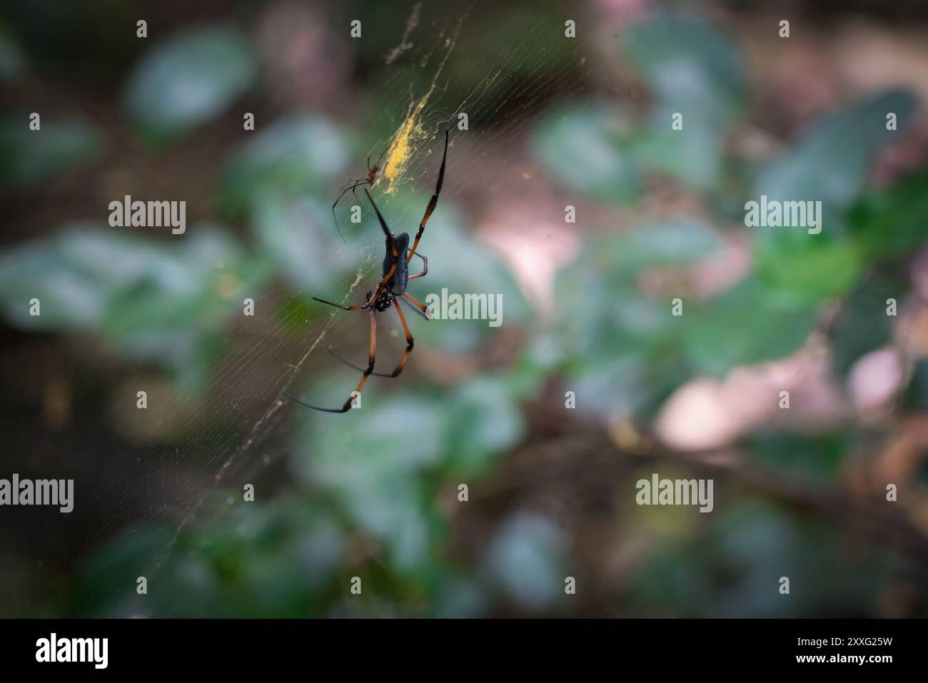Female and male specimens of a Red-legged Golden Orb-web spider ...