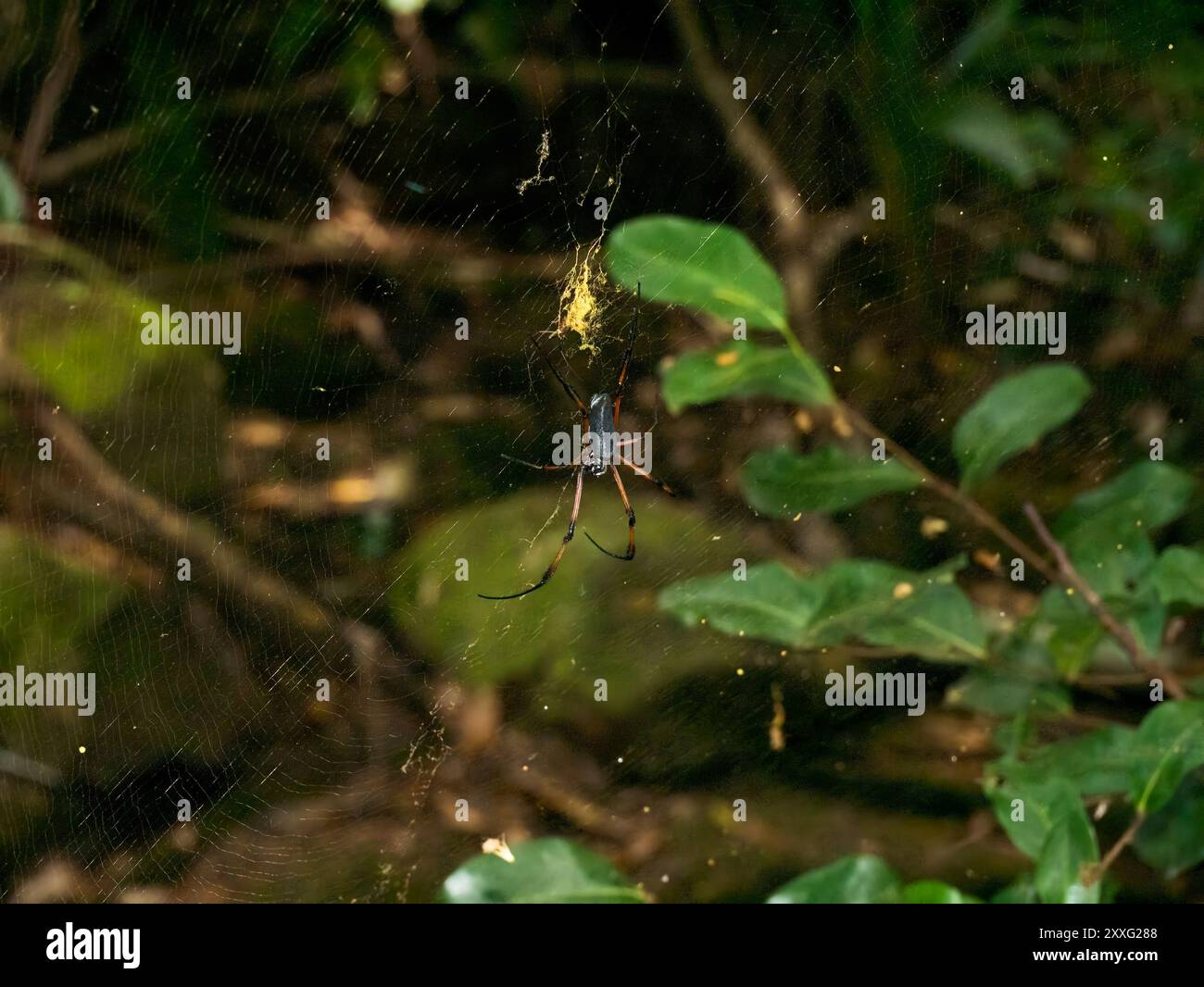 Female Red-legged Golden Orb-web spider (Nephila inaurata ...