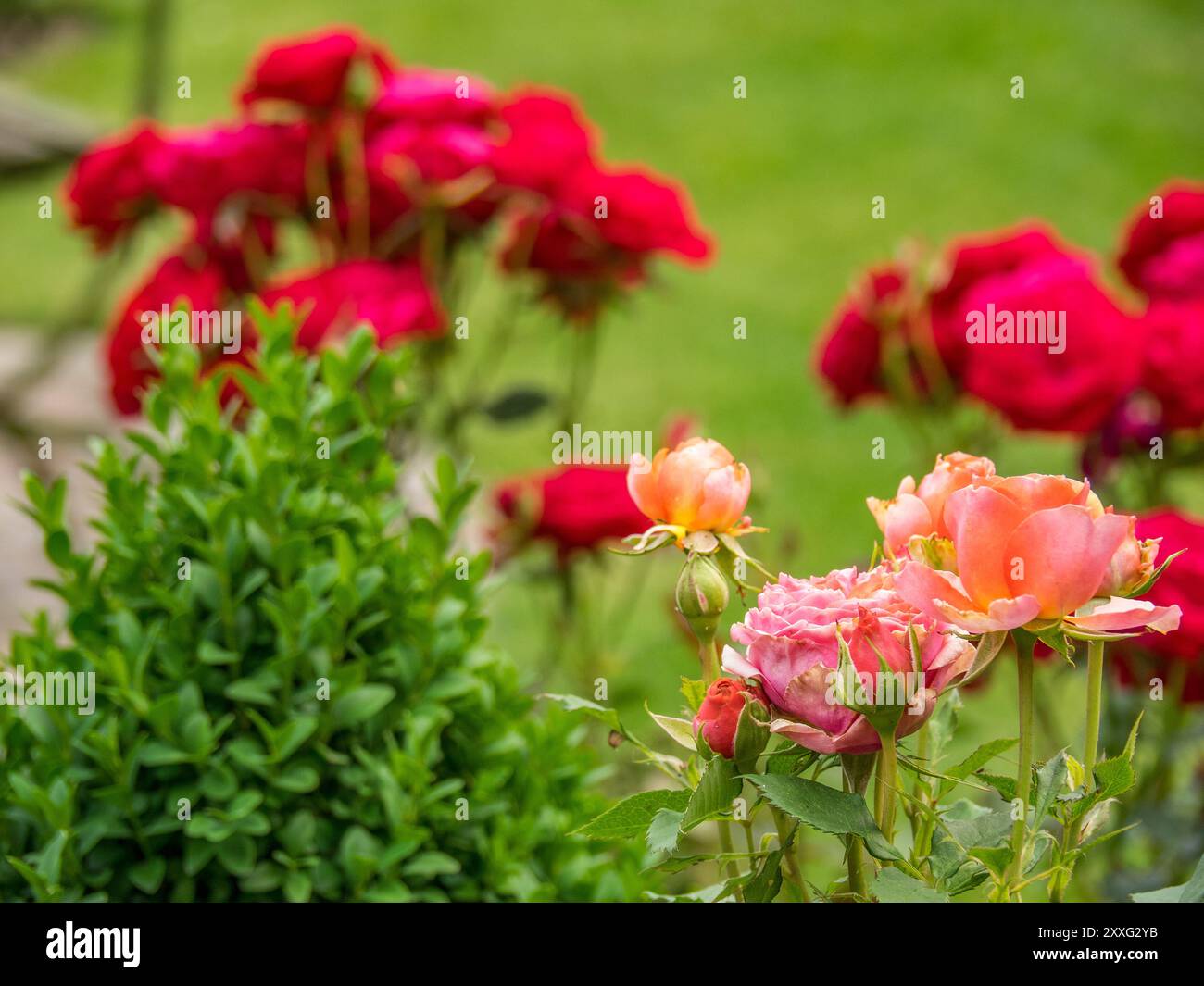 summer flowers in germany Stock Photo - Alamy