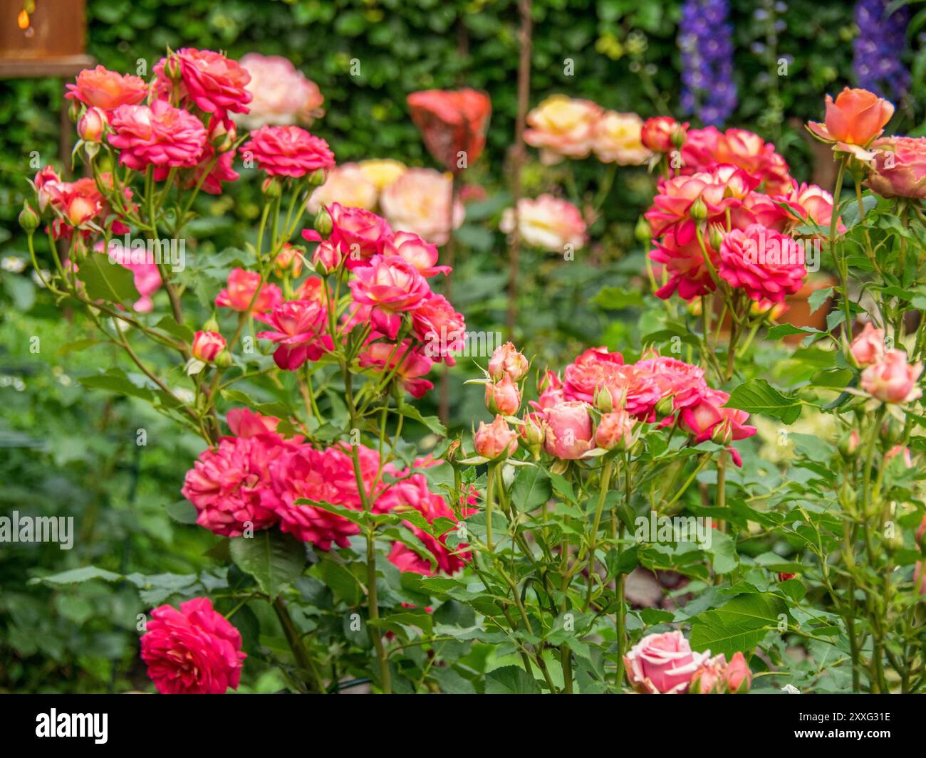 summer flowers in germany Stock Photo - Alamy