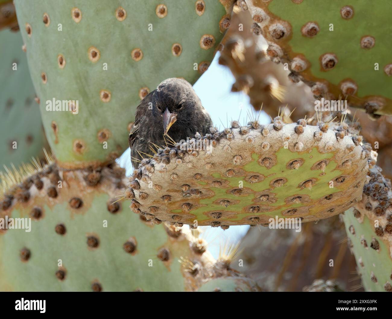 Common cactus finch, Géospize des cactus, Geospiza scandens intermedia ...