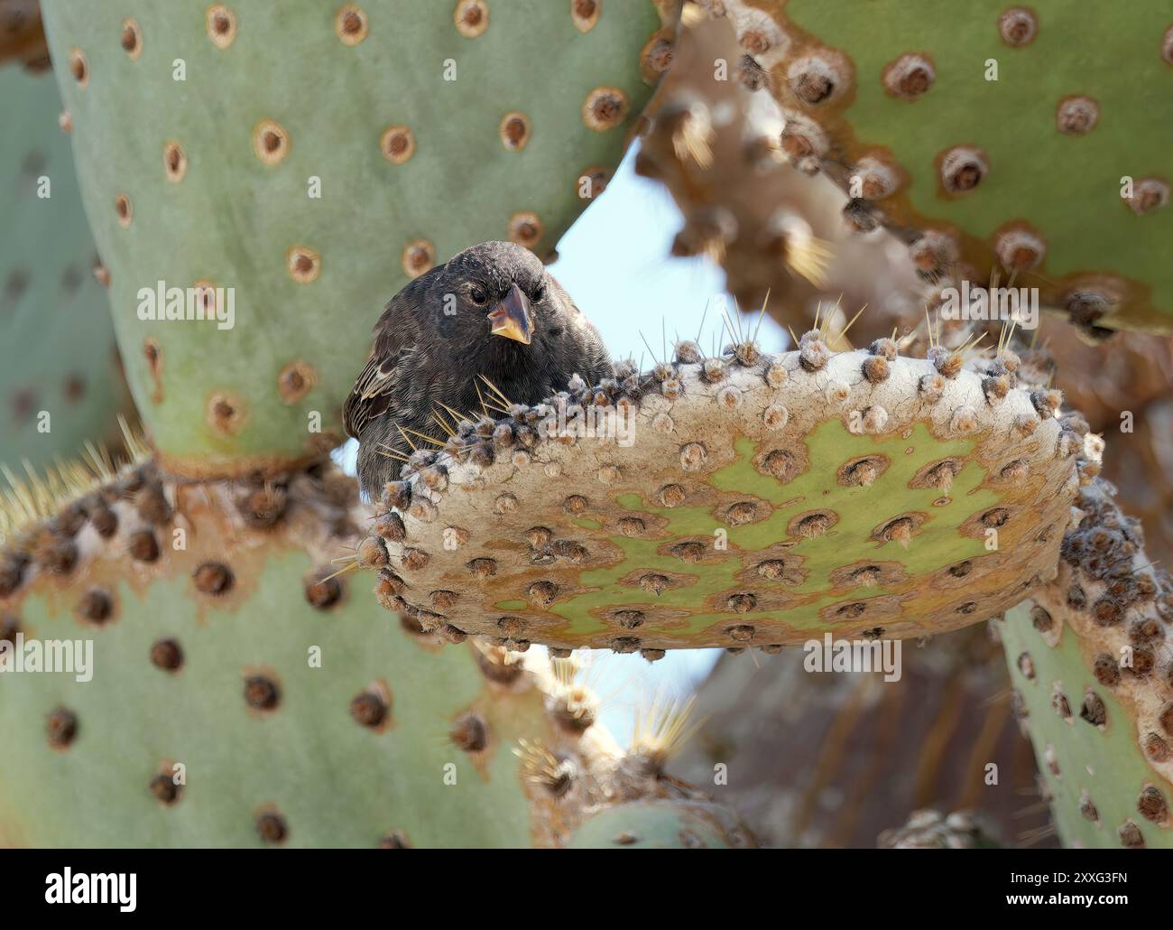 Common cactus finch, Géospize des cactus, Geospiza scandens intermedia ...
