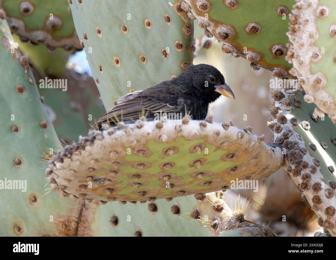 Common cactus finch, Géospize des cactus, Geospiza scandens intermedia ...