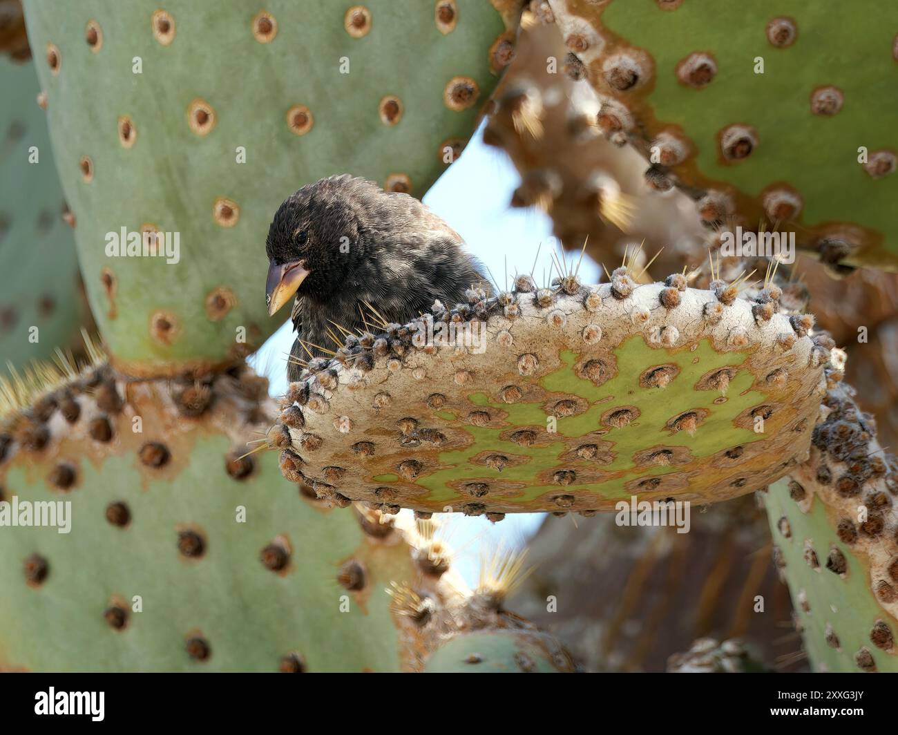 Common cactus finch, Géospize des cactus, Geospiza scandens intermedia ...