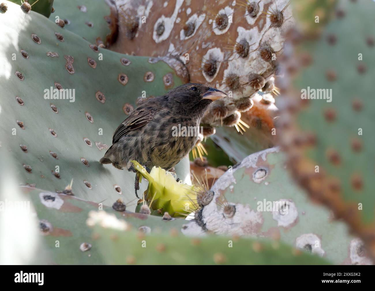 Common cactus finch, Géospize des cactus, Geospiza scandens intermedia ...