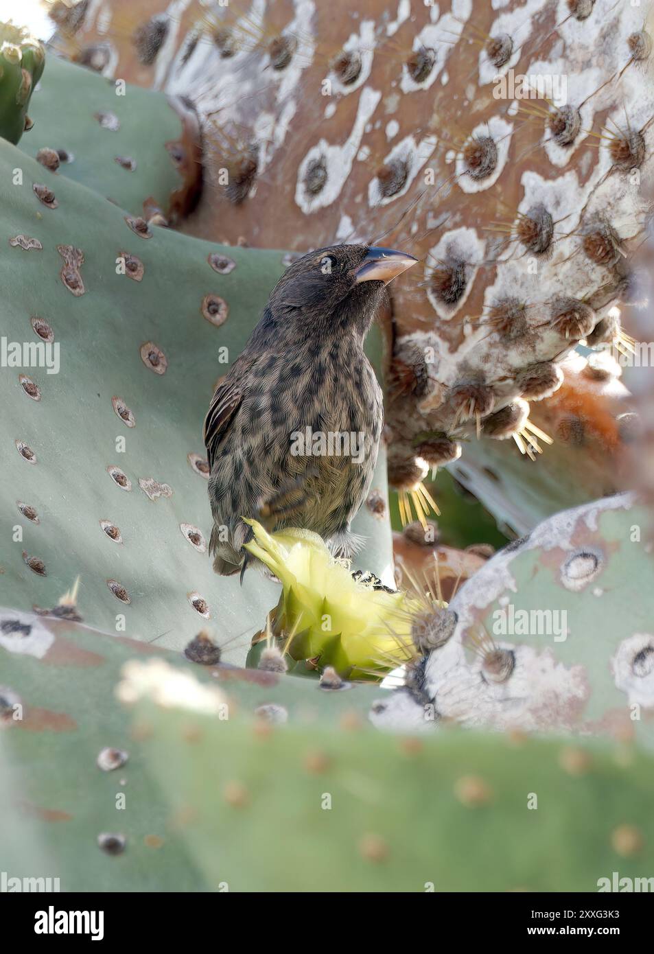 Common cactus finch, Géospize des cactus, Geospiza scandens intermedia ...