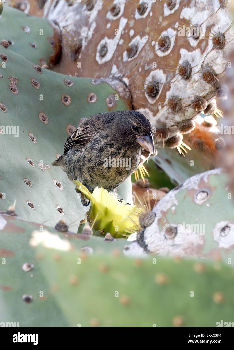 Common cactus finch, Géospize des cactus, Geospiza scandens intermedia ...