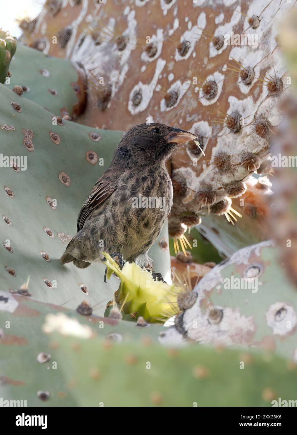 Common cactus finch, Géospize des cactus, Geospiza scandens intermedia ...
