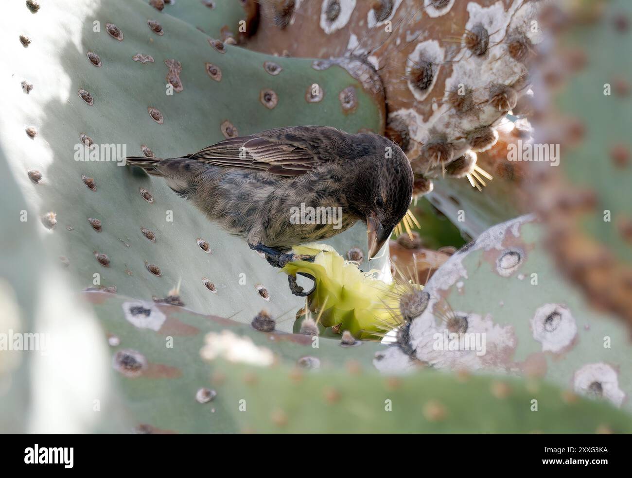Common cactus finch, Géospize des cactus, Geospiza scandens intermedia ...