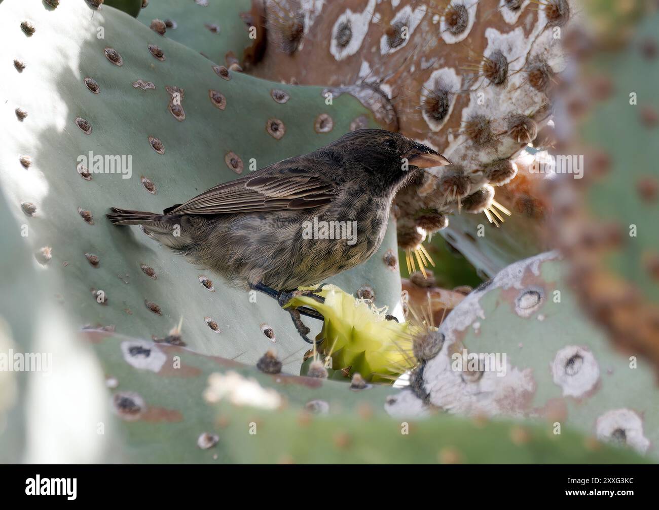 Common cactus finch, Géospize des cactus, Geospiza scandens intermedia ...