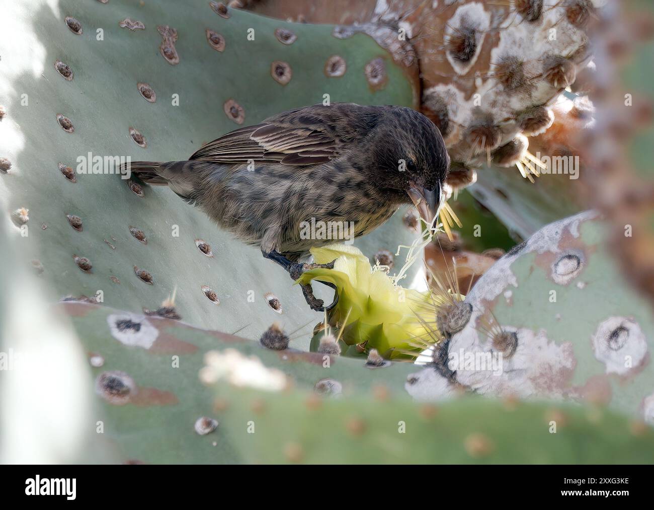 Common cactus finch, Géospize des cactus, Geospiza scandens intermedia ...