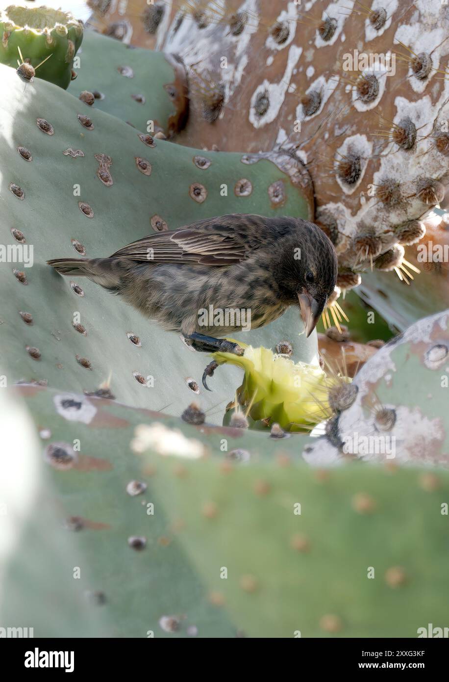 Common cactus finch, Géospize des cactus, Geospiza scandens intermedia ...