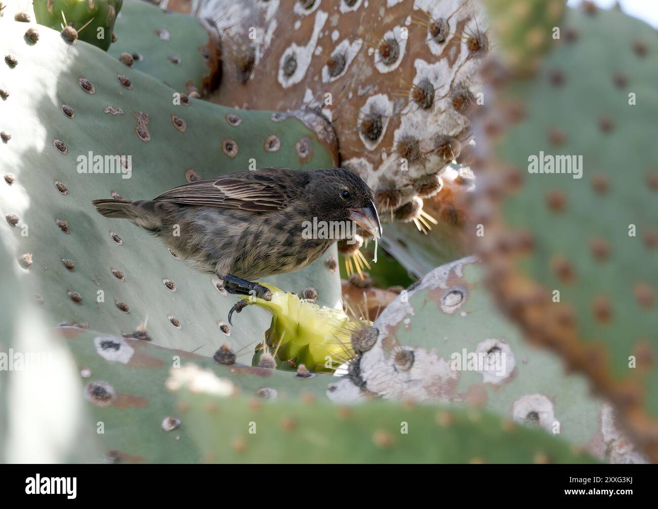 Common cactus finch, Géospize des cactus, Geospiza scandens intermedia ...