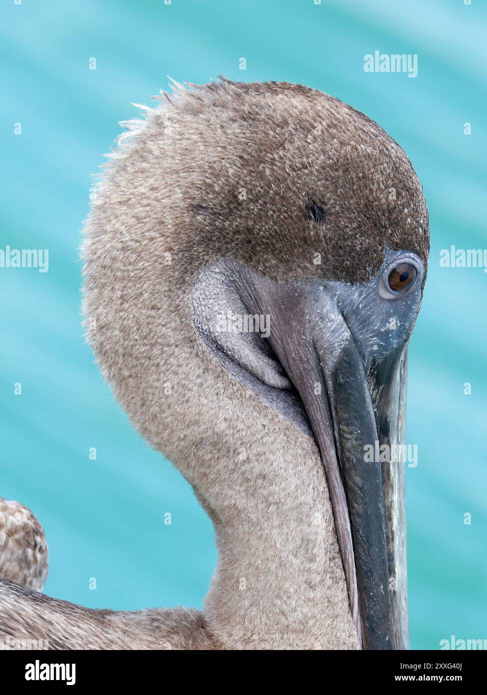 Brown pelican, Braunpelikan, Pélican brun, Pelecanus occidentalis ...
