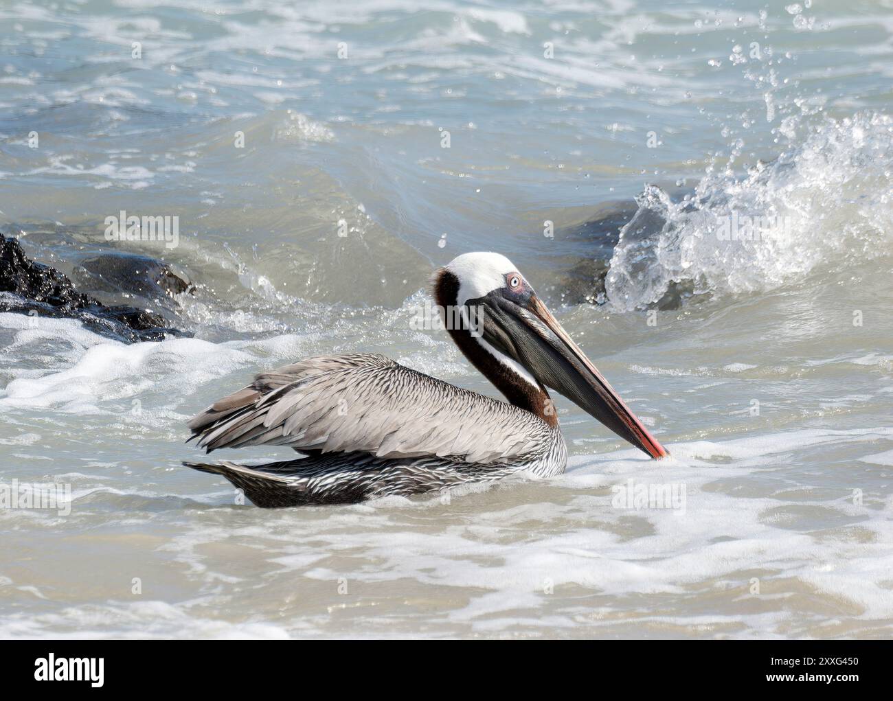 Brown pelican, Braunpelikan, Pélican brun, Pelecanus occidentalis ...