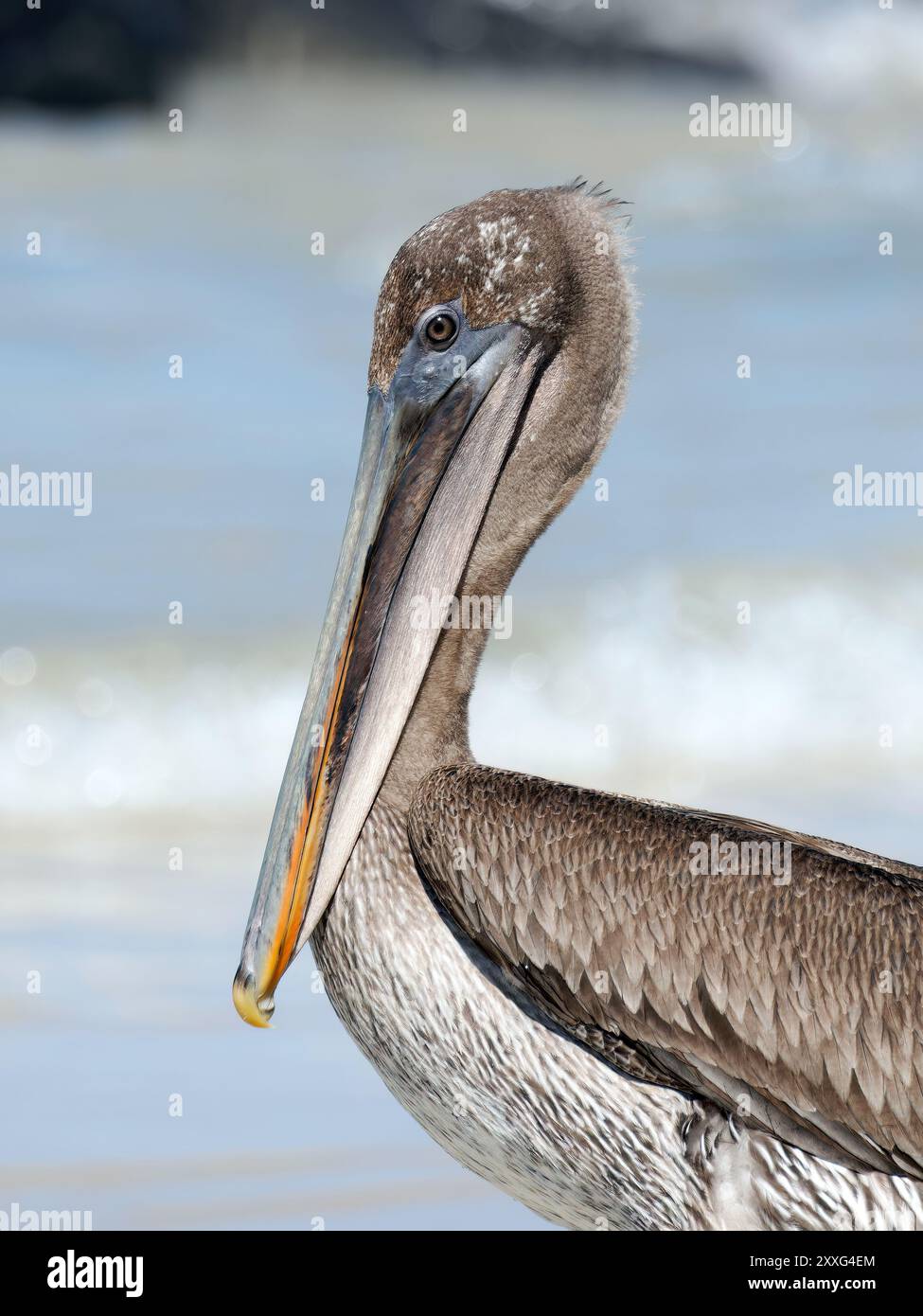 Brown pelican, Braunpelikan, Pélican brun, Pelecanus occidentalis ...