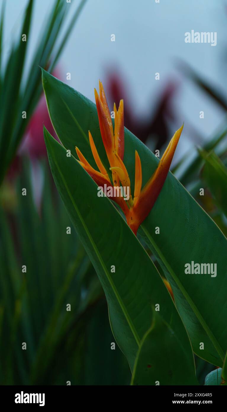 Birds of paradise flower hi-res stock photography and images - Alamy
