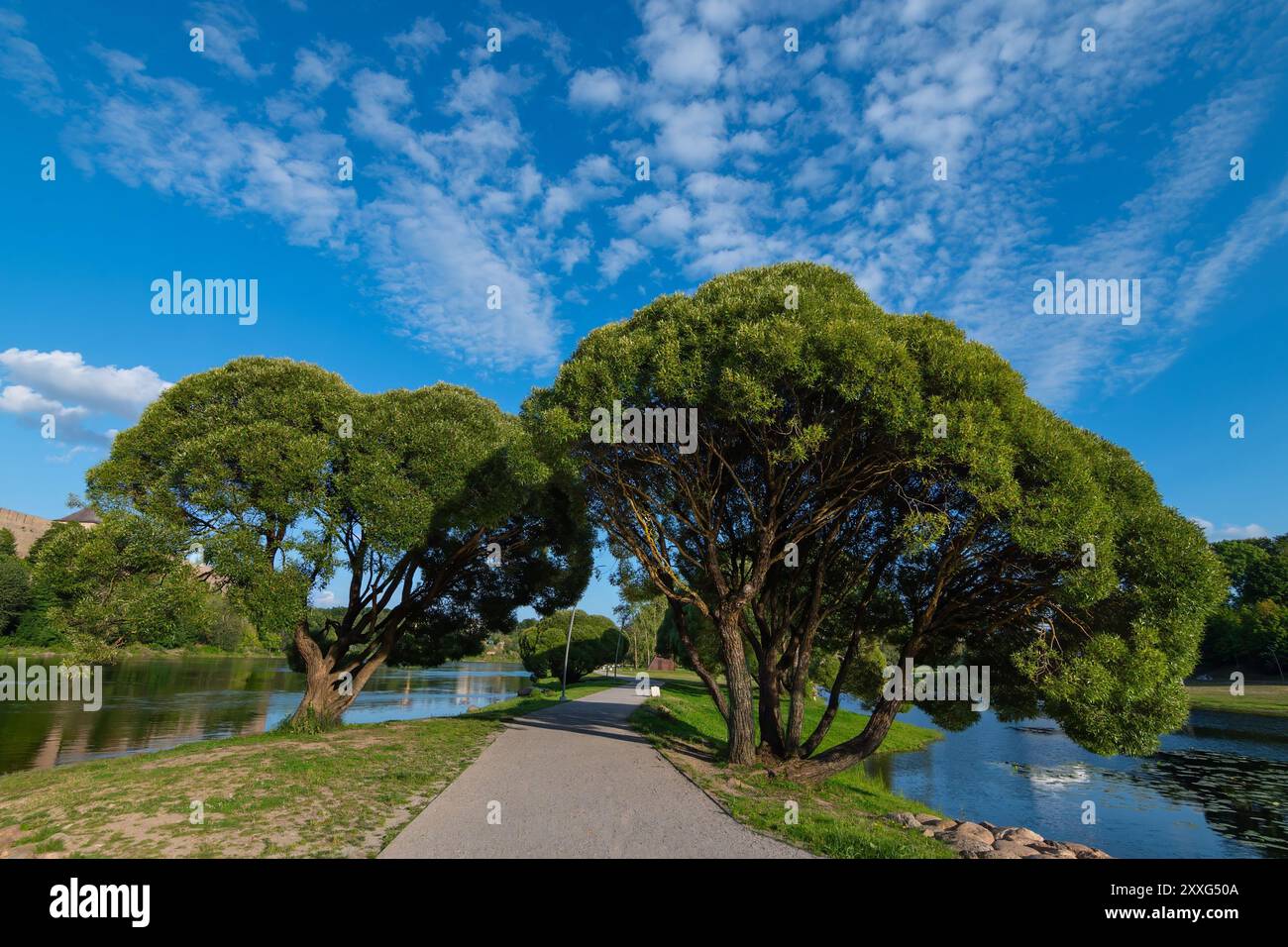 Bright landscape with large blooming trees growing in green field ...