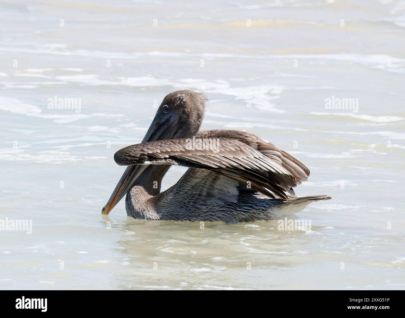 Brown pelican, Braunpelikan, Pélican brun, Pelecanus occidentalis ...