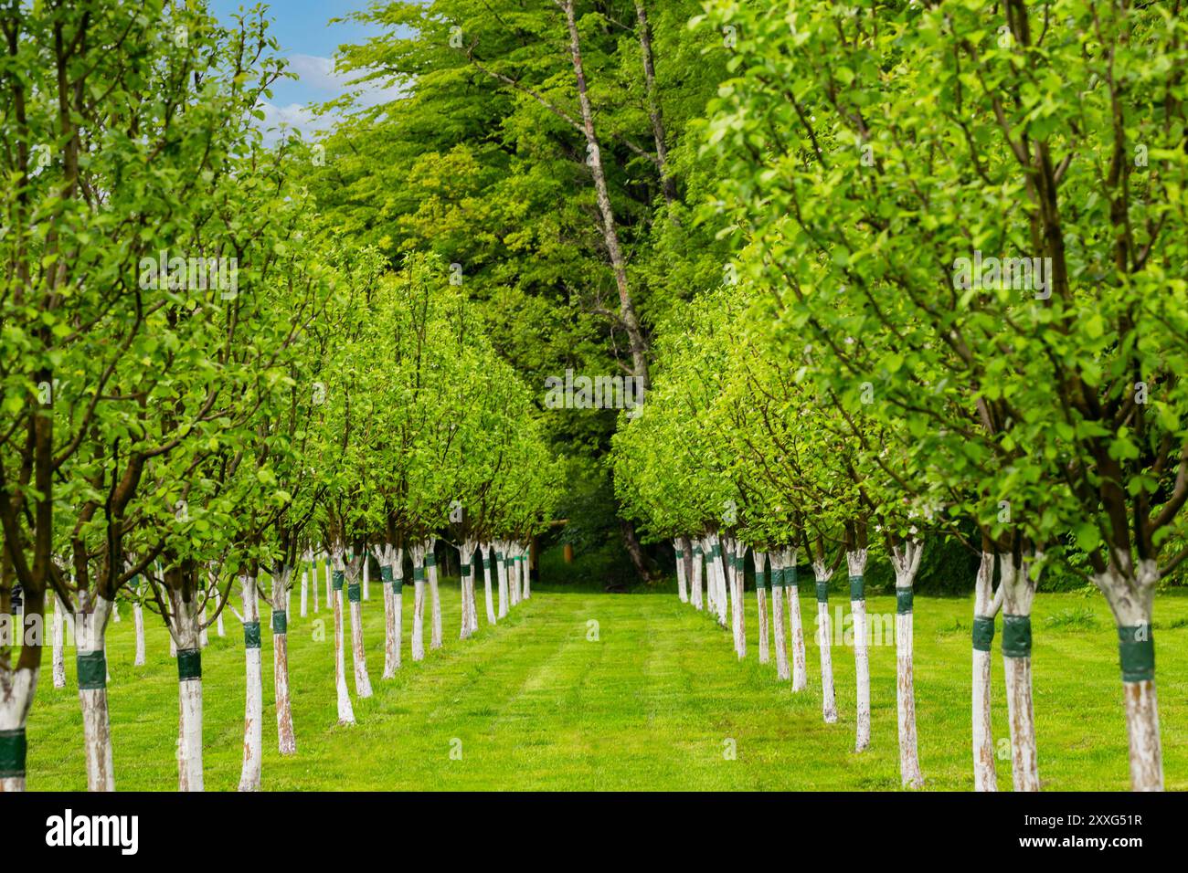Panorama view rows blossoming hi-res stock photography and images - Alamy