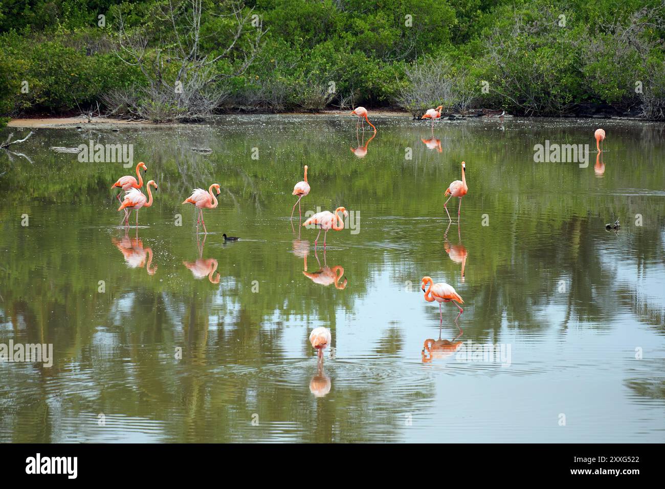 American flamingo, Kubaflamingo, Flamant des Caraïbes, Phoenicopterus ...