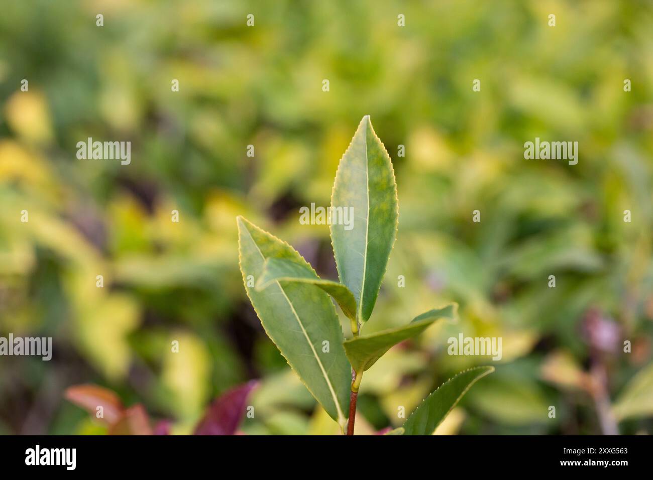 Green tea tree leaves field Fresh young tender bud herbal in farm on ...