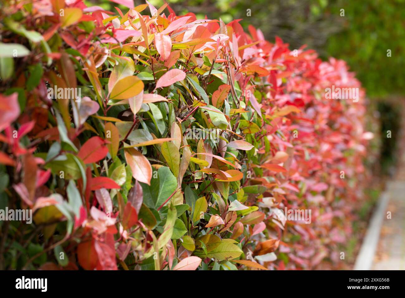 Red and green leaves of a photinia fraseri red robin hedge on a street ...