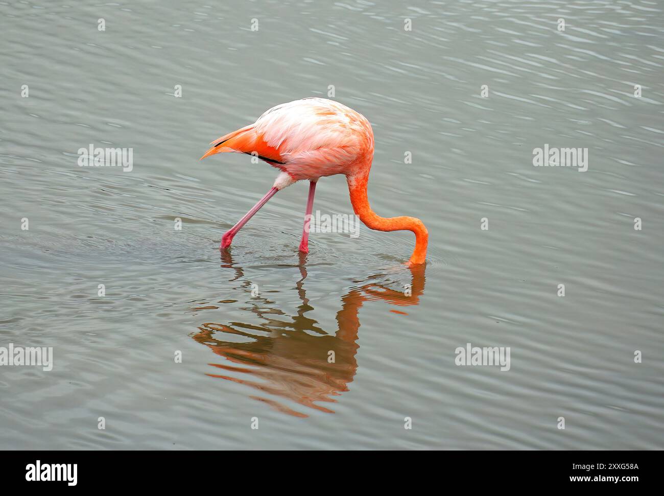American flamingo, Kubaflamingo, Flamant des Caraïbes, Phoenicopterus ...