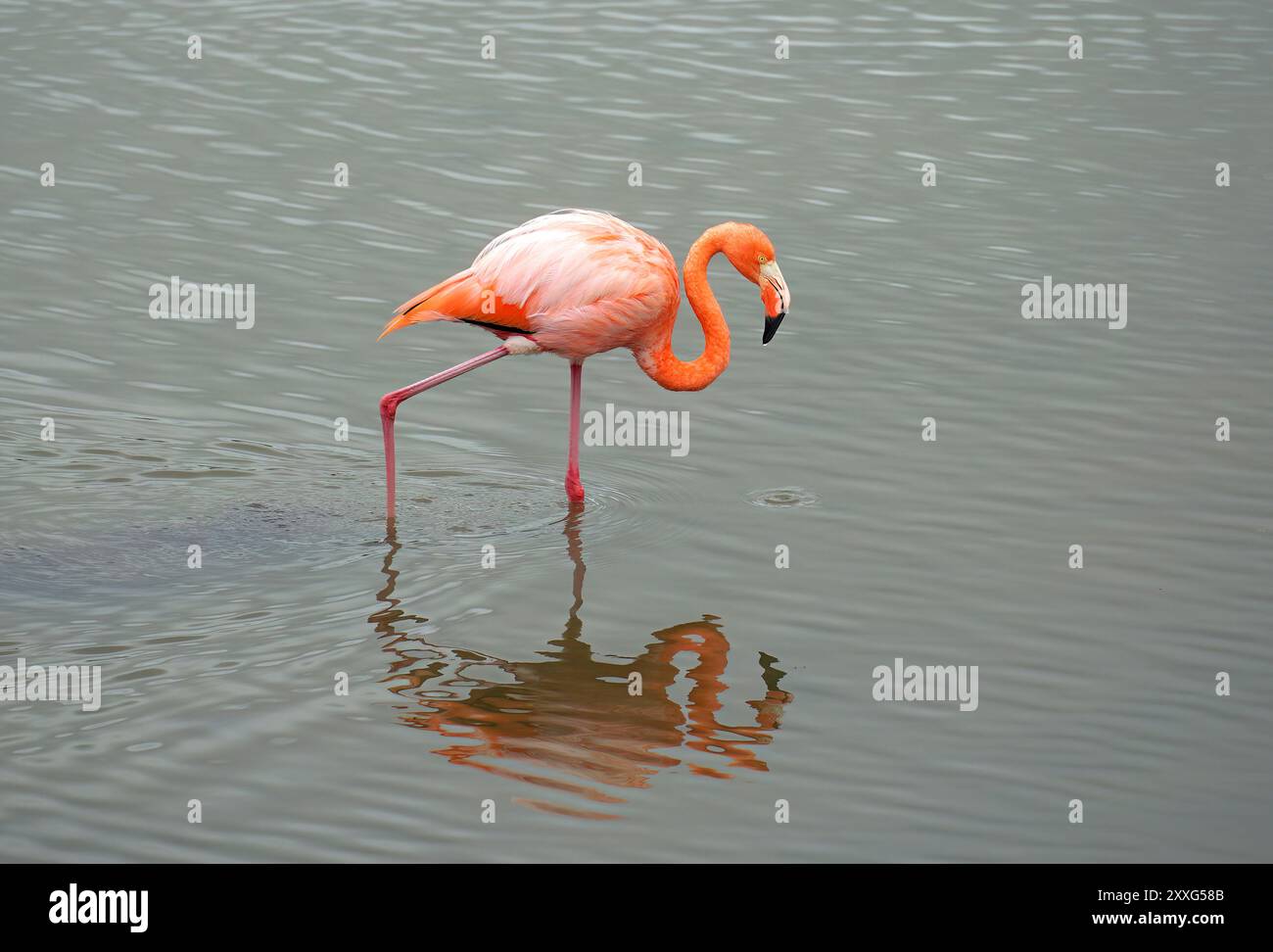 American flamingo, Kubaflamingo, Flamant des Caraïbes, Phoenicopterus ...