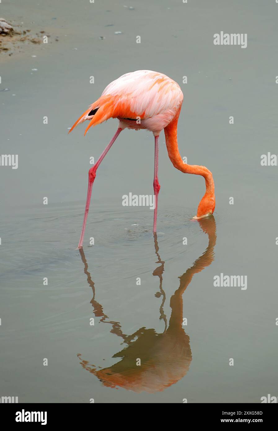 American flamingo, Kubaflamingo, Flamant des Caraïbes, Phoenicopterus ...