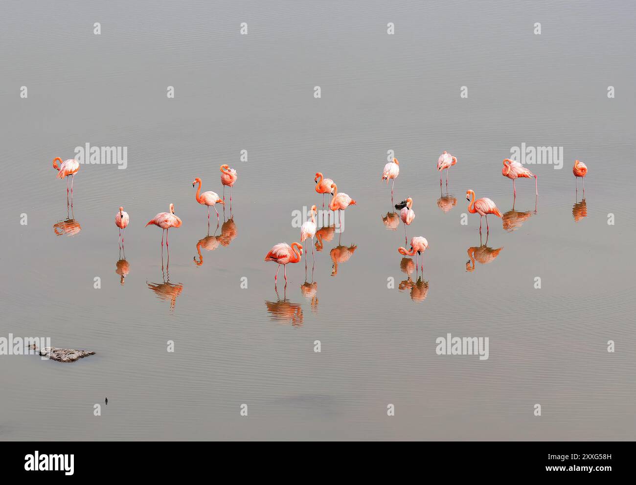 American flamingo, Kubaflamingo, Flamant des Caraïbes, Phoenicopterus ...