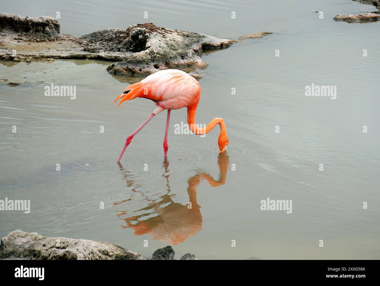 American flamingo, Kubaflamingo, Flamant des Caraïbes, Phoenicopterus ...
