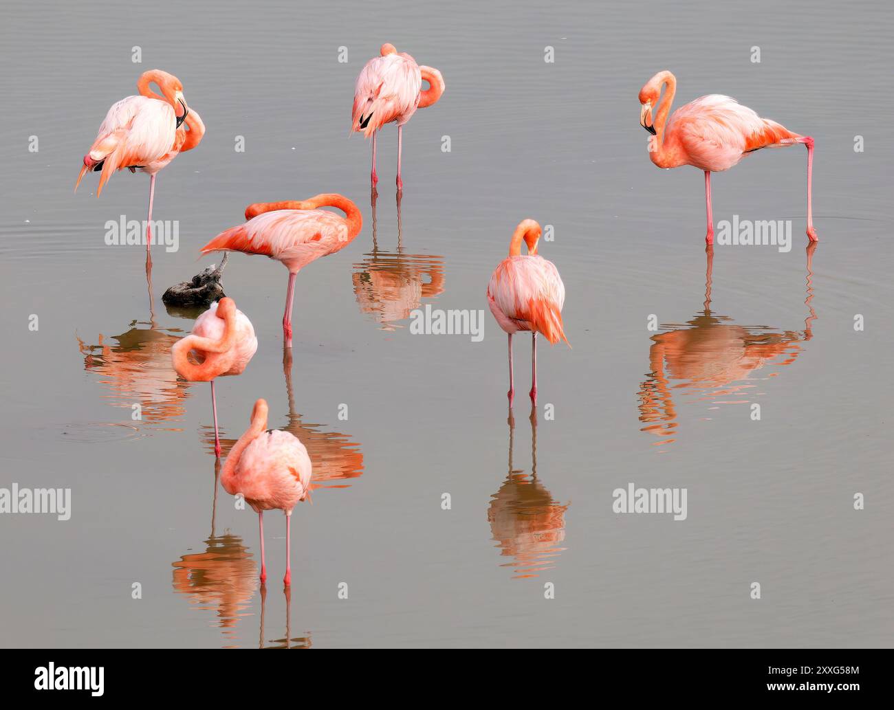 American flamingo, Kubaflamingo, Flamant des Caraïbes, Phoenicopterus ...