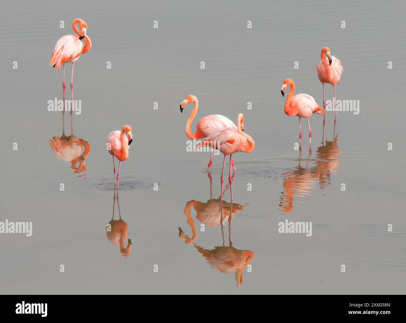 American flamingo, Kubaflamingo, Flamant des Caraïbes, Phoenicopterus ...