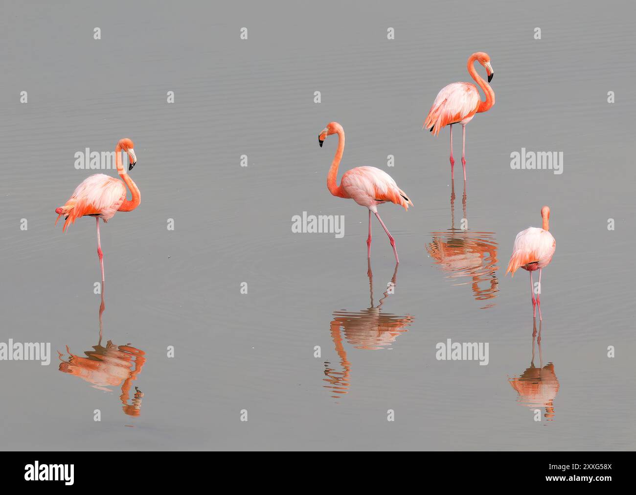 American flamingo, Kubaflamingo, Flamant des Caraïbes, Phoenicopterus ...