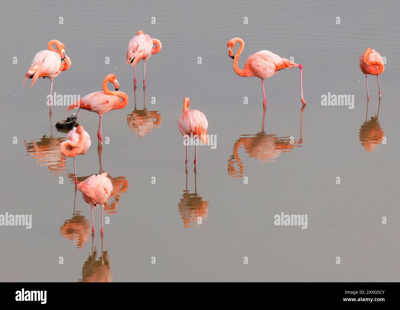 American flamingo, Kubaflamingo, Flamant des Caraïbes, Phoenicopterus ...