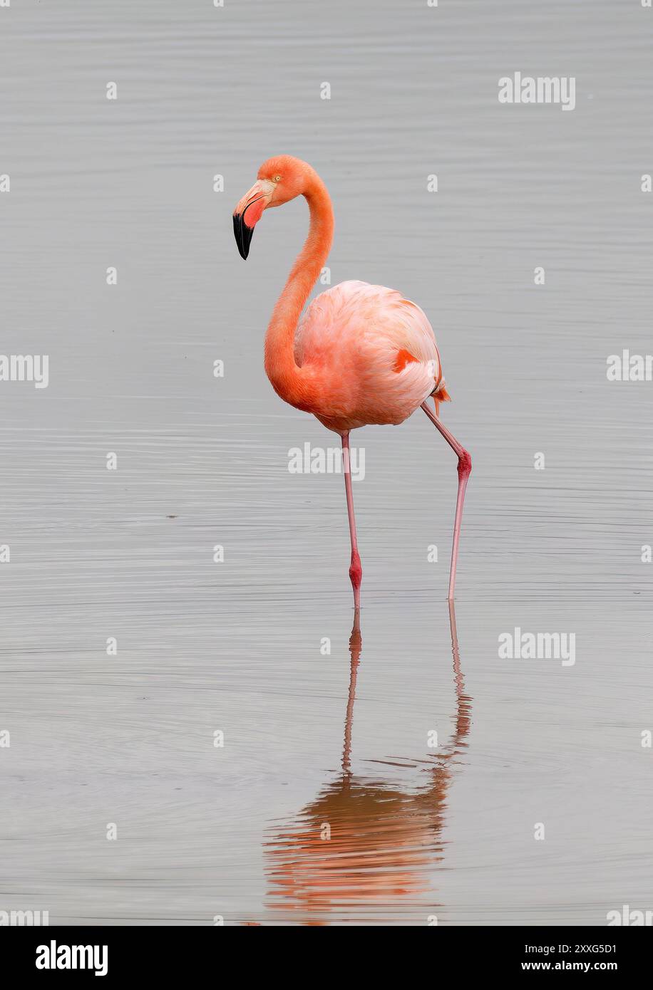 American flamingo, Kubaflamingo, Flamant des Caraïbes, Phoenicopterus ...