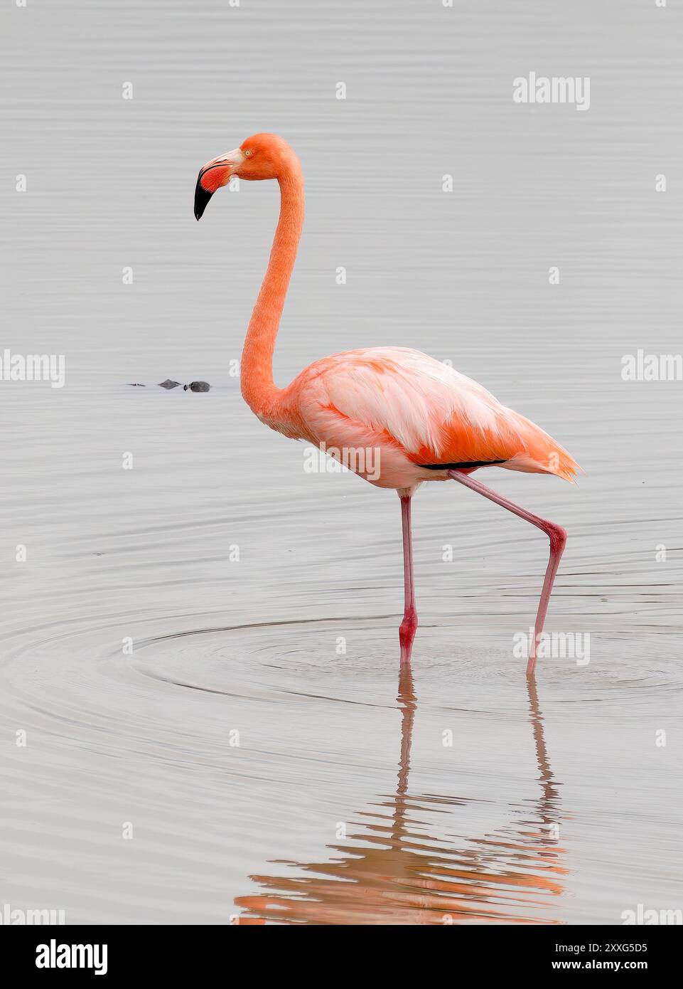 American flamingo, Kubaflamingo, Flamant des Caraïbes, Phoenicopterus ...