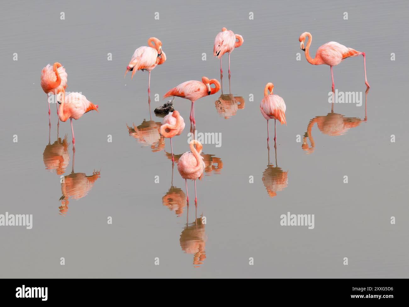American flamingo, Kubaflamingo, Flamant des Caraïbes, Phoenicopterus ...