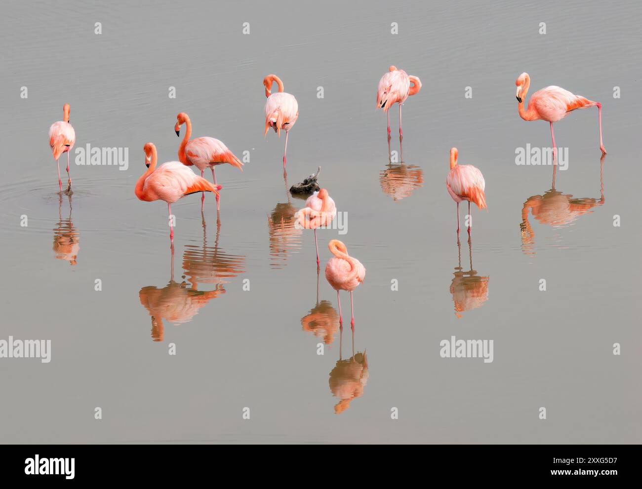 American flamingo, Kubaflamingo, Flamant des Caraïbes, Phoenicopterus ...