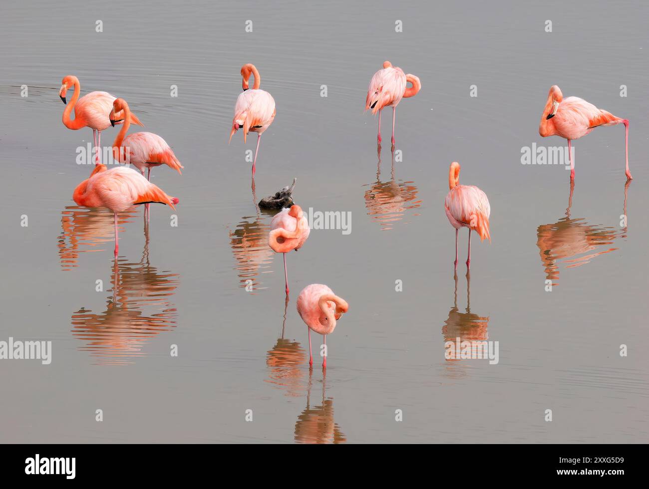 American flamingo, Kubaflamingo, Flamant des Caraïbes, Phoenicopterus ...