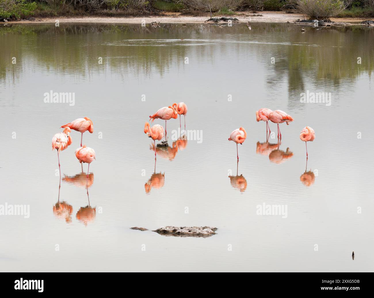American flamingo, Kubaflamingo, Flamant des Caraïbes, Phoenicopterus ...
